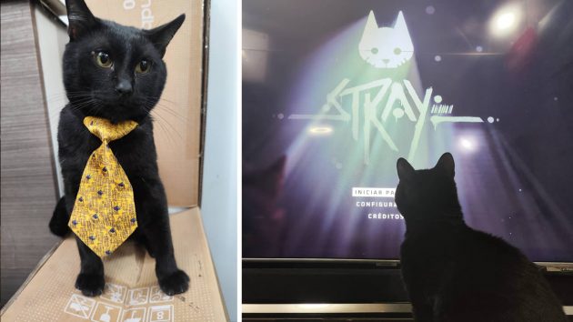 Stray: Gatos en la vida real están obsesionados con el juego